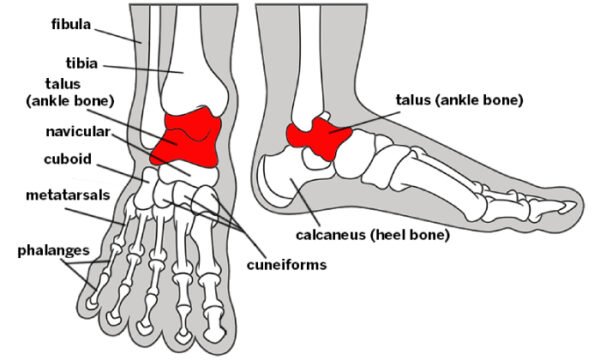 Osteochondral injuries of Talus - Dr Karnav Panchal
